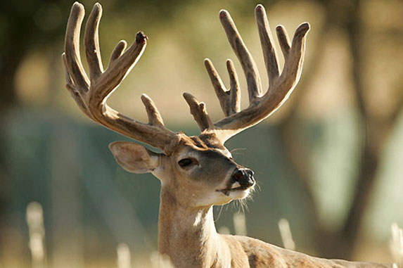 Stillwaters Ranch in Llano, Texas | First Class | Guided Trophy Texas ...